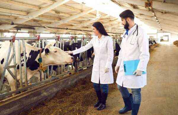 VETERİNERLİK BÖLÜMÜ 2024 TABAN PUANLARI ll Veterinerlik taban puanları ...