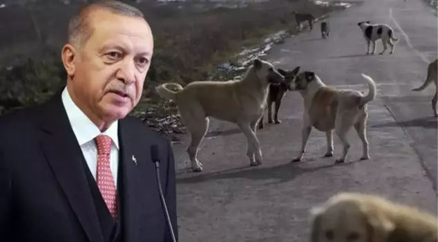 Erdoğan: We aim to find homes for stray dogs, if we can achieve this, there will be no need for ...