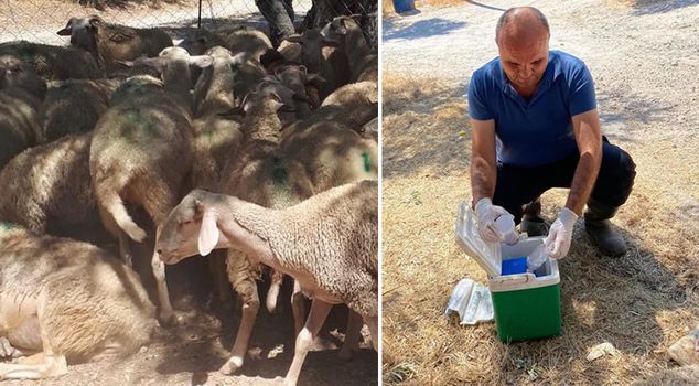 30 sheep died at the same time, and the teams took action in the area.
