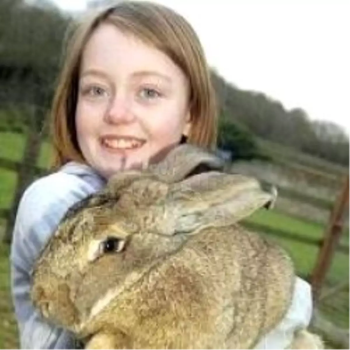 Tavşanların Kralı Ralph - Haberler