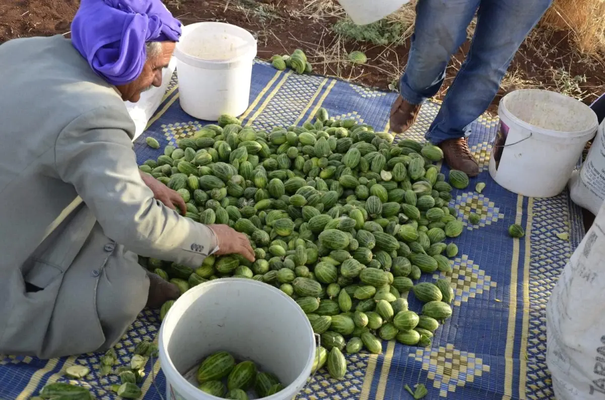 Viranşehir'de Şelengo Yok Satıyor - Haberler