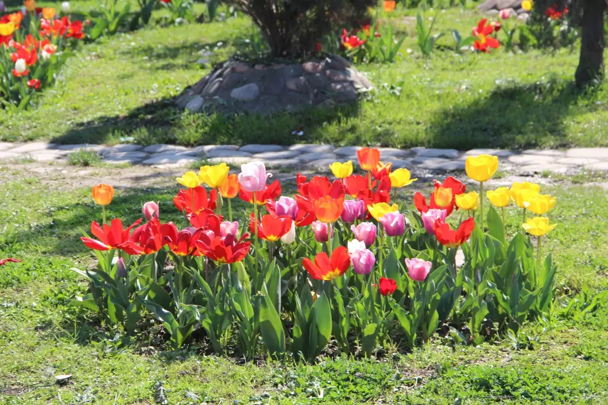 Bartın'da Lale Devri - Haberler Bartın'da Lale Devri - Haberler