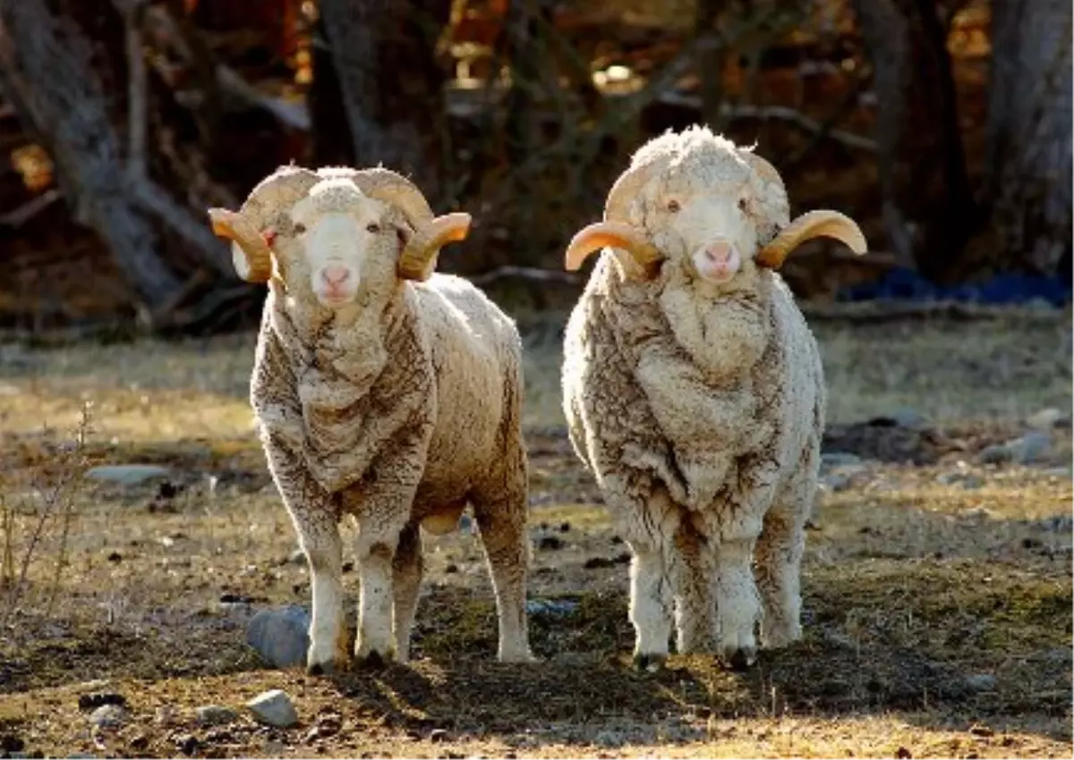Büyükbaş Hayvan Fiyatına Koç - Haberler