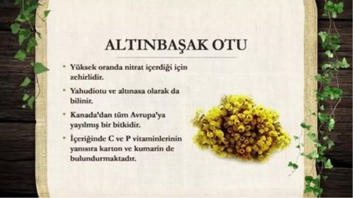 Altınbaşak Otu, Altınbaşak Otu Faydaları ve Kullanım Şekli (Şifalı ...