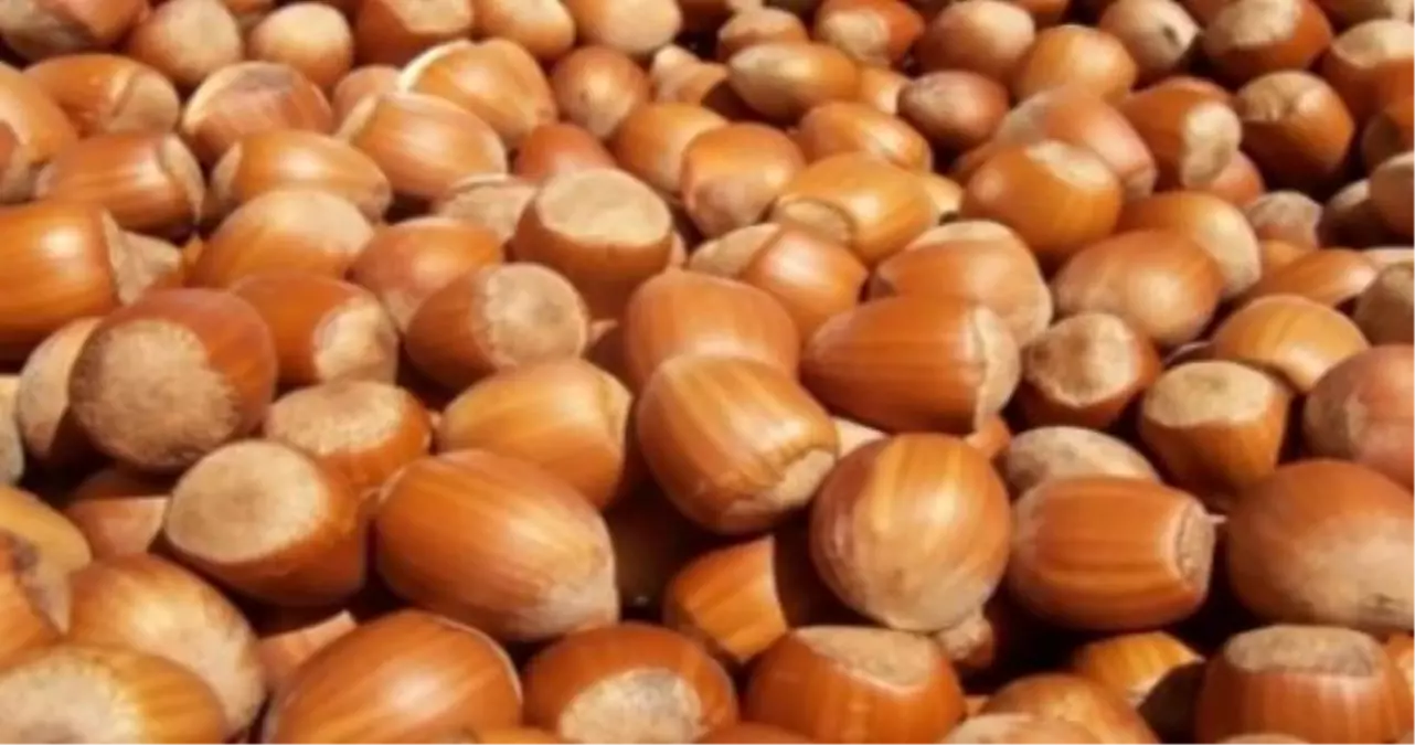 Trabzon'da Fındık Fiyatları - Haberler