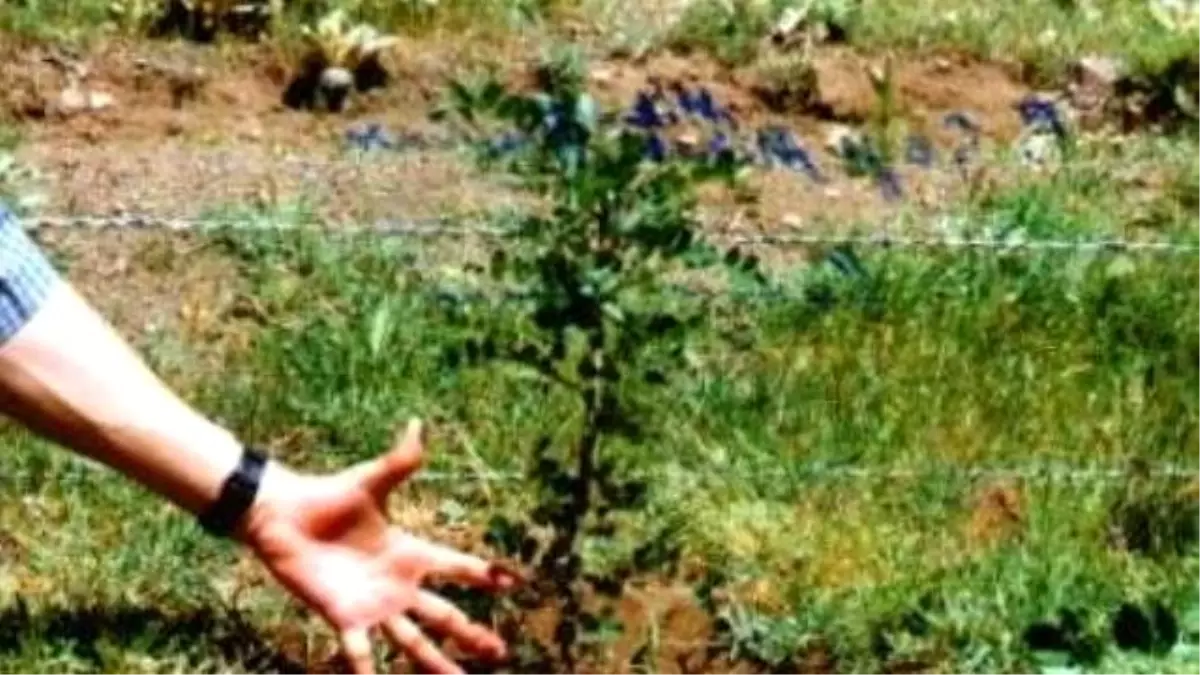 Toros Dağına Palamud Tohumu Ekildi - Haberler