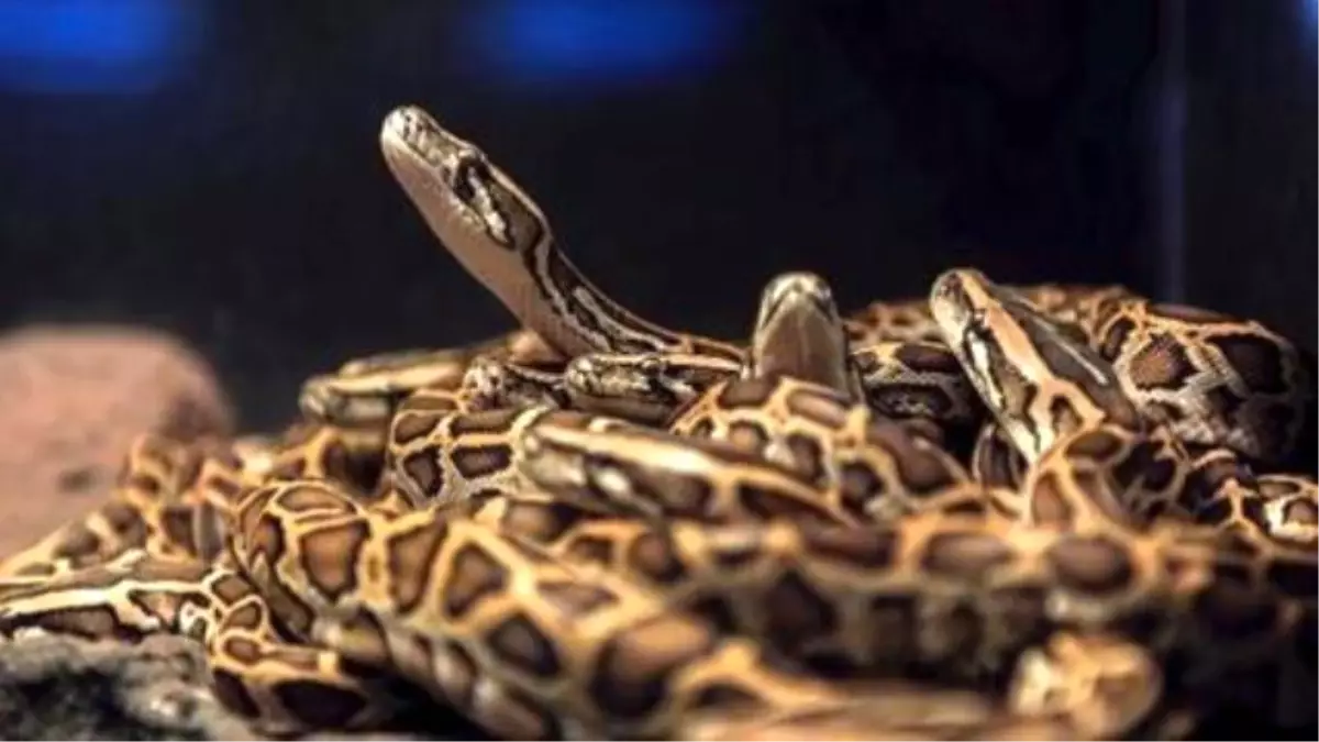 Man Arrested And Jailed For Eating Pythons - Haberler