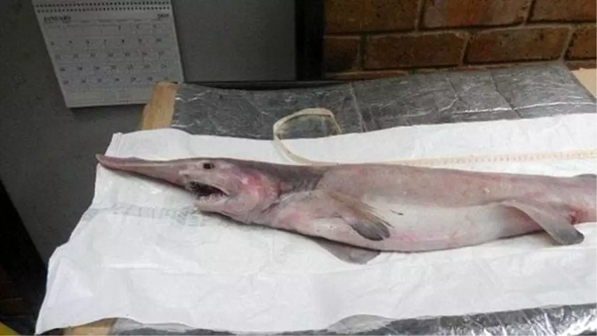 Denizden Çıkarılan Köpek Balığı Dinozor İlan Edildi - Haberler
