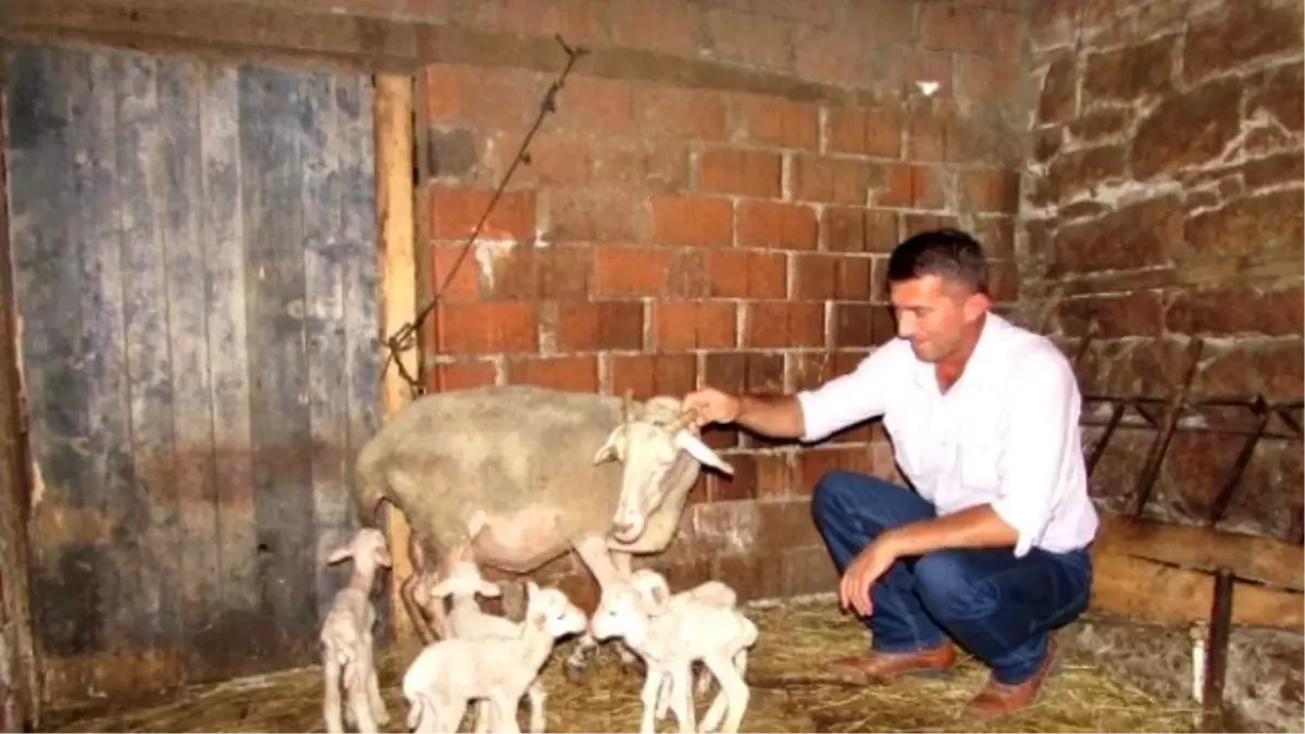 Kıvırcık Cinsi Koyun Tek Batında 7 Kuzu Doğurdu - Haberler