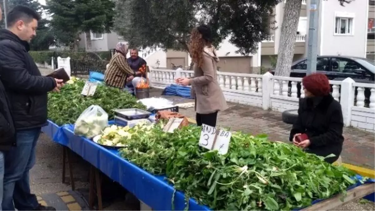 Yabani Otlar Köylülerin Geçim Kaynağı Oluyor - Haberler Yabani Otlar Köylülerin Geçim Kaynağı Oluyor - Haberler