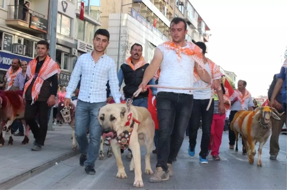 Şehrin Ortasında Koçlu ve Kangallı Yürüyüş - Haberler