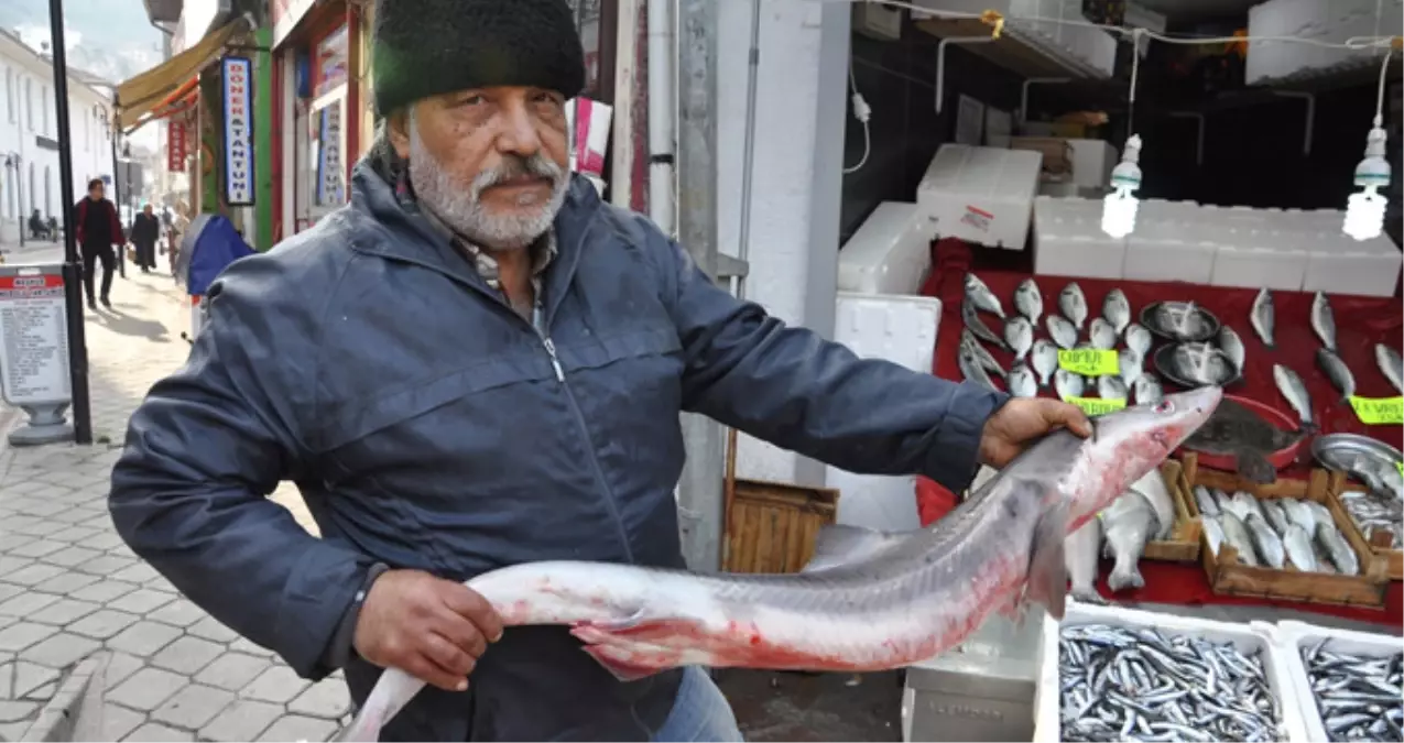 Mezgit İçin Atılan Ağa Köpekbalığı Takıldı - Haberler