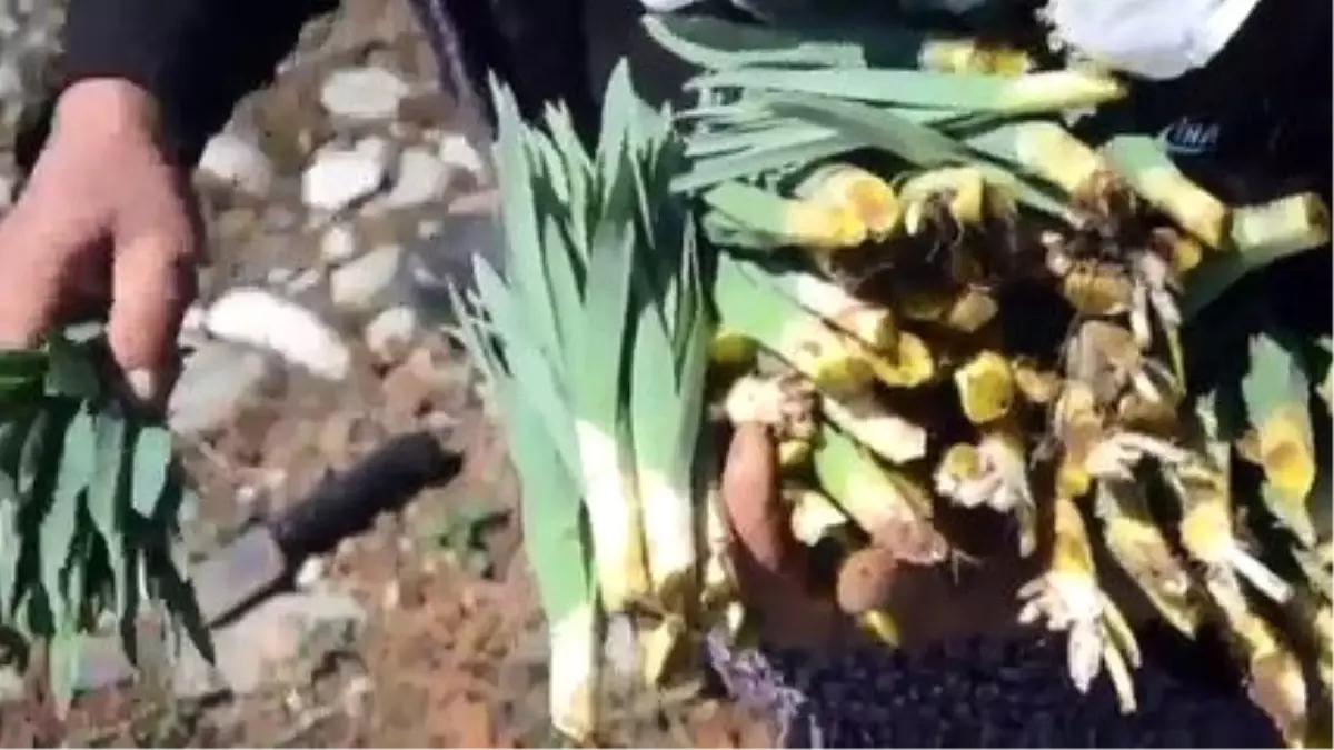 Doğal Antibiyotik: Gulik Otu - Haberler