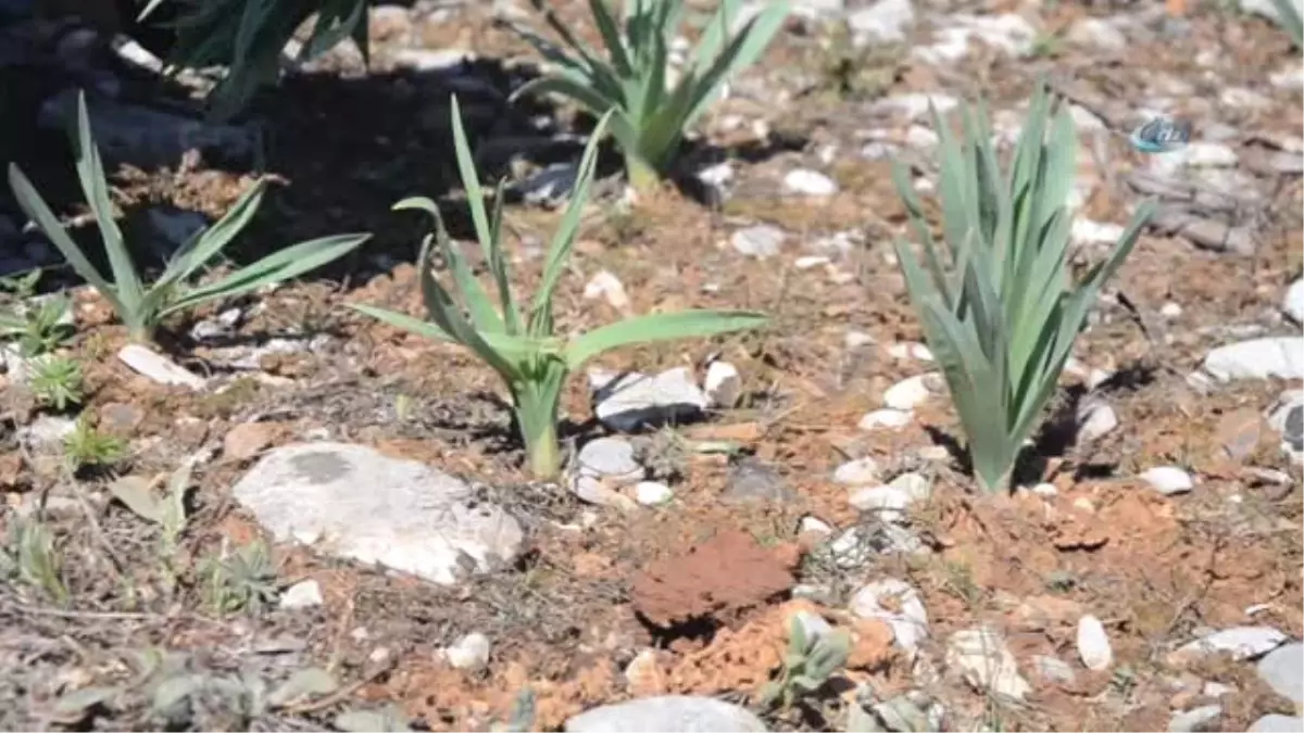 Doğal Antibiyotik 'Gulik Otu' Kadınların Ekmek Kapısı Oldu - Haberler