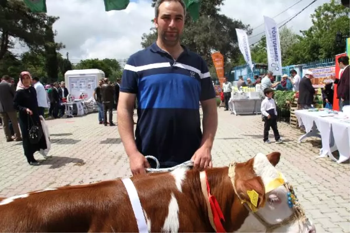 En Güzel Buzağılar Yarışı"Nın Kazananı 'Ayşe' Oldu - Haberler