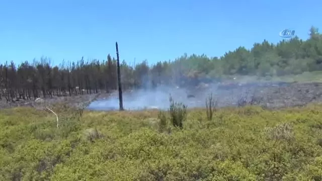 Çay Demlemek İsterken 2 Dönümlük Ormanlık Alanı Kül Ettiler - Haberler