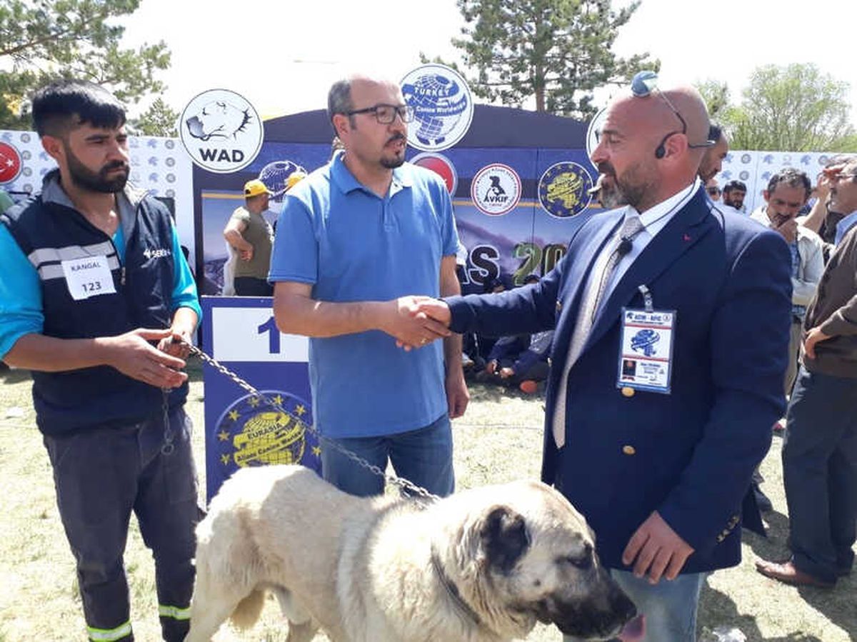 Türk Çoban Köpekleri Irk Standartları Yarışması - Haberler