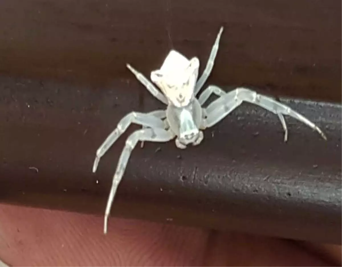 İnsan Yüzlü Örümcek' Paniği - Haberler