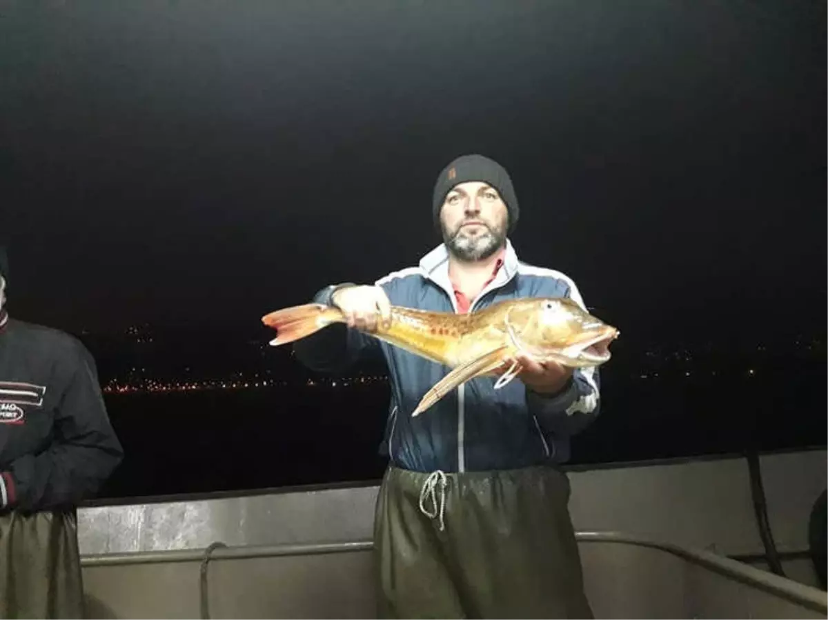 Ağlara Uçar Balığı Takıldı - Haberler