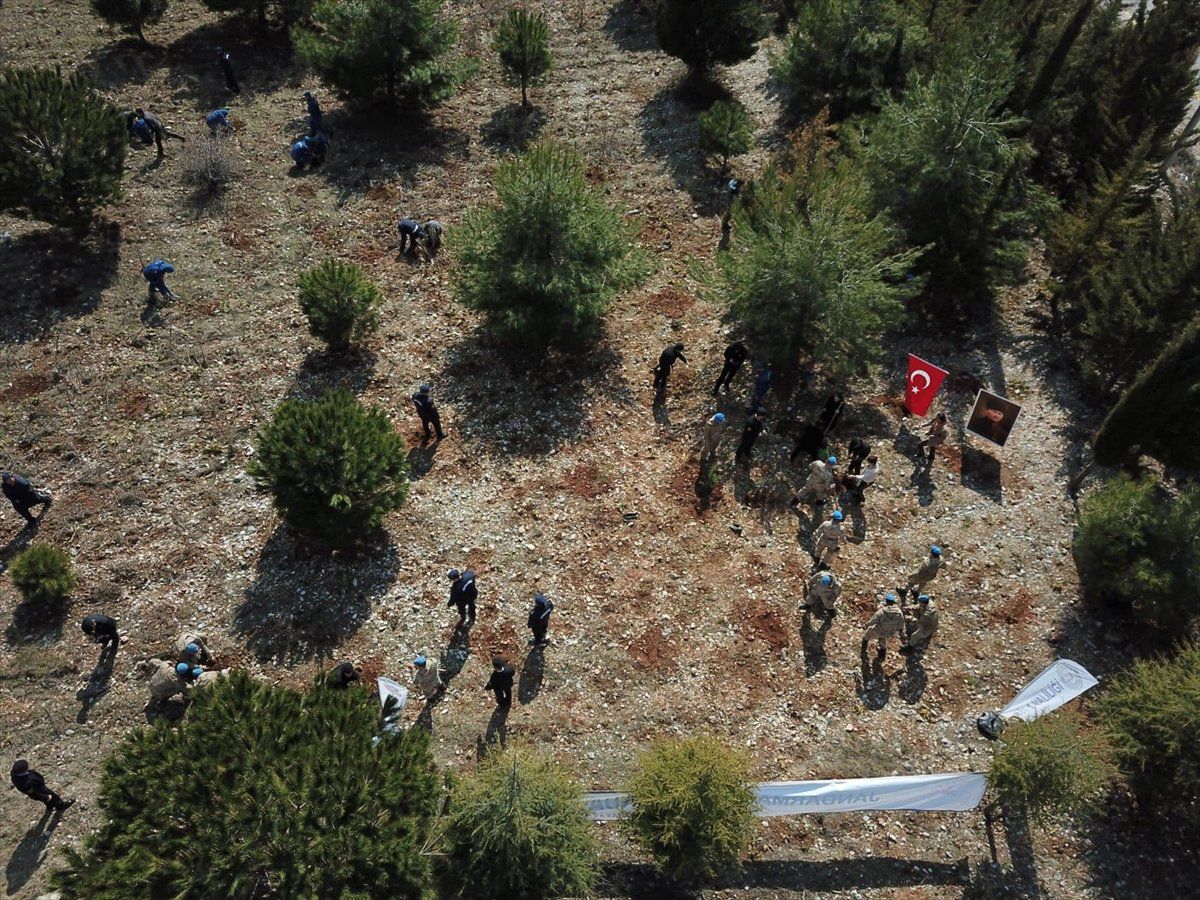 Jandarma "Şehitler Ormanı"Na Çam Fidanı Dikildi - Haberler