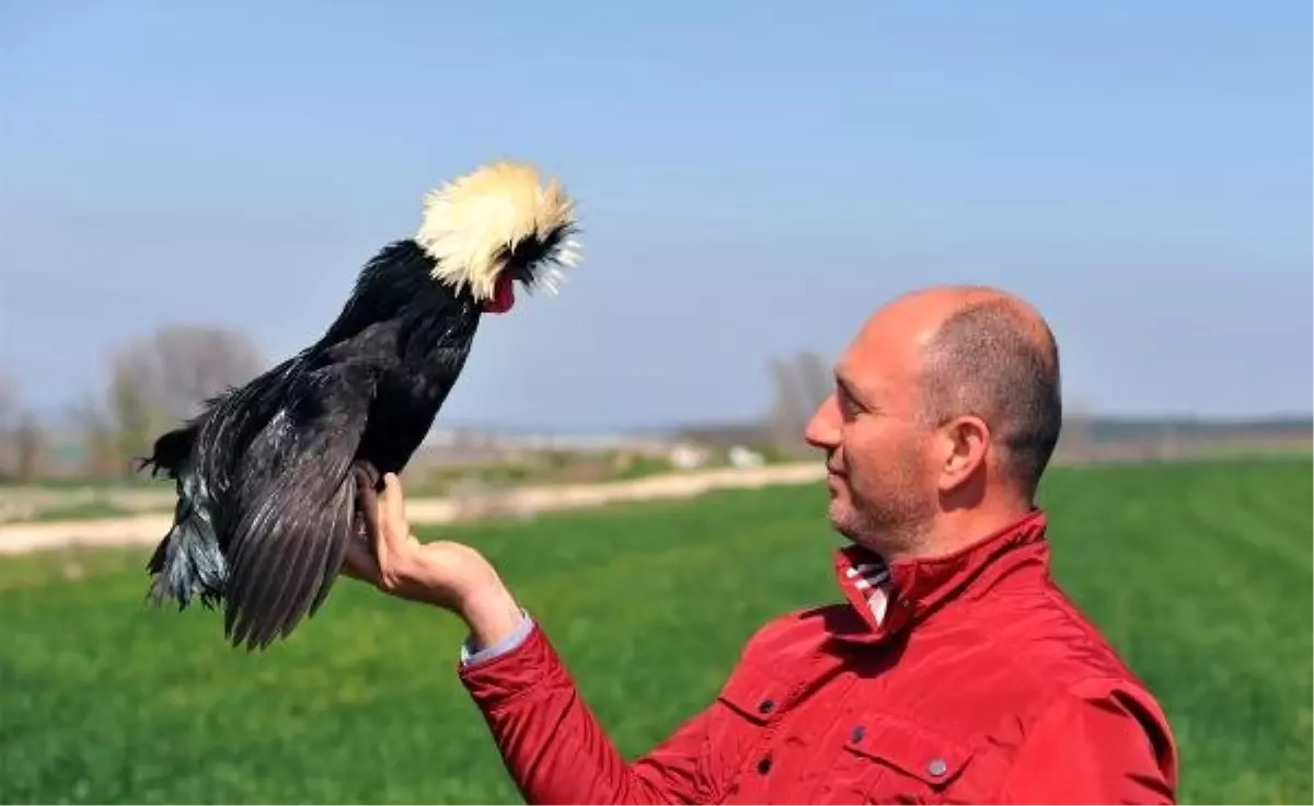 Fiyatı Bin Liraya Kadar Çıkan Rahibe Fizan Tavuk Cinsini Görenler ...