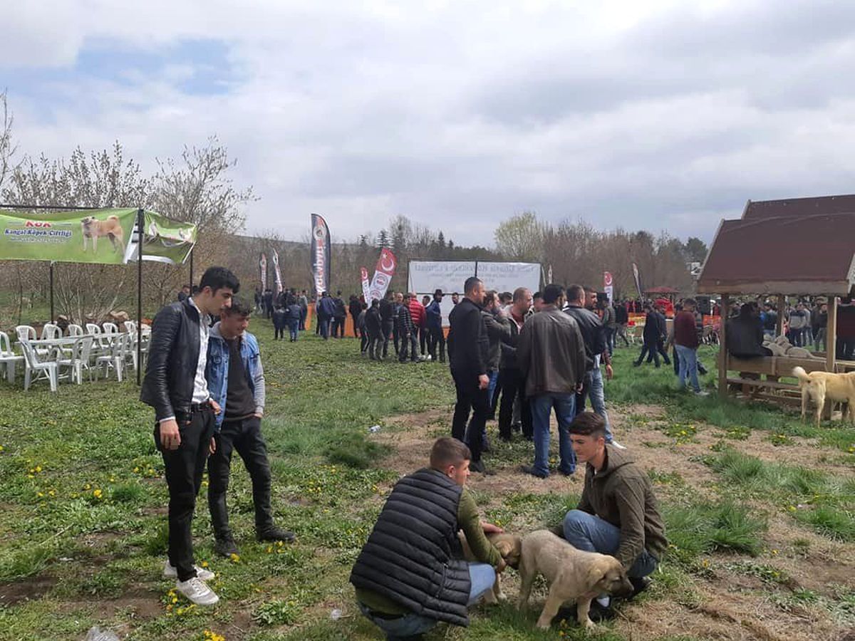 Türk Çoban Köpeği Festivali'nde Köpekler Yarıştı - Haberler