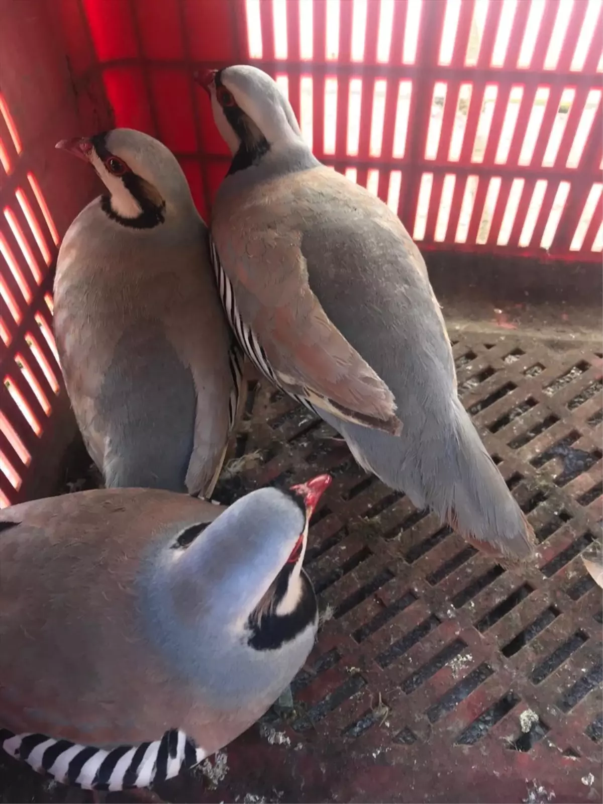 Kahramanmaraş'ta Kınalı Keklik Avcılarına Para Cezası - Haberler