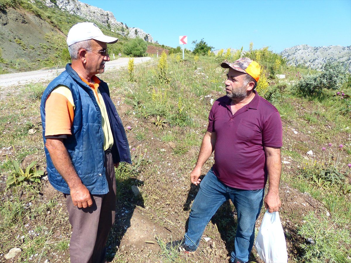 Toroslar'da "mor mantar" toplama zamanı - Haberler
