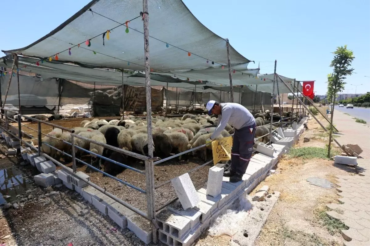 Kurban kesim ve satış yerlerinde karasinek mücadelesi - Haberler Kurban kesim ve satış yerlerinde karasinek mücadelesi - Haberler