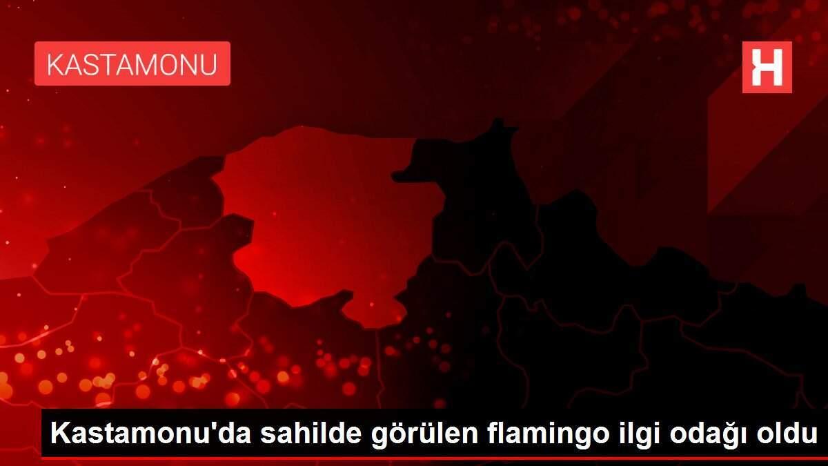 Kastamonu'da sahilde görülen flamingo ilgi odağı oldu - Haberler
