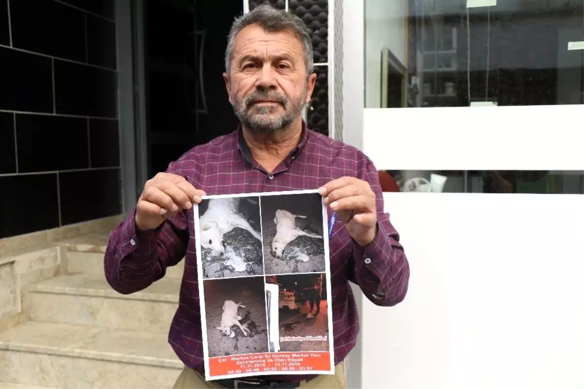 Tarım ilacı ile zehirlenen köpeği bir kaç dakikada hazırladığı ilaçla ...