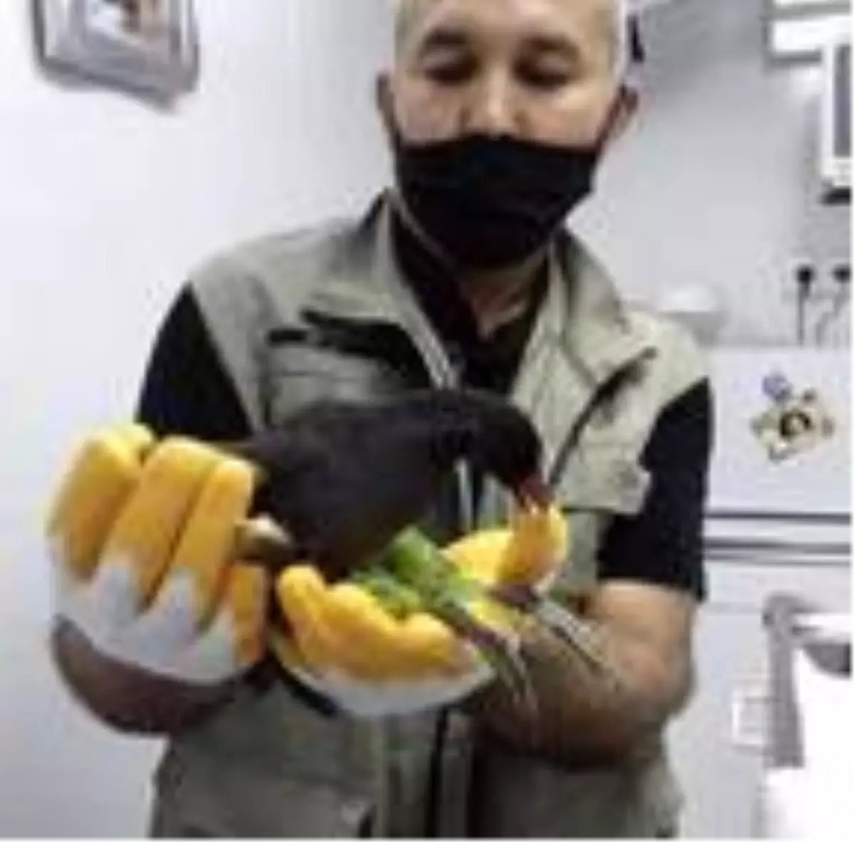 Bacakları kırılan su tavuğu tedaviye alındı - Haberler