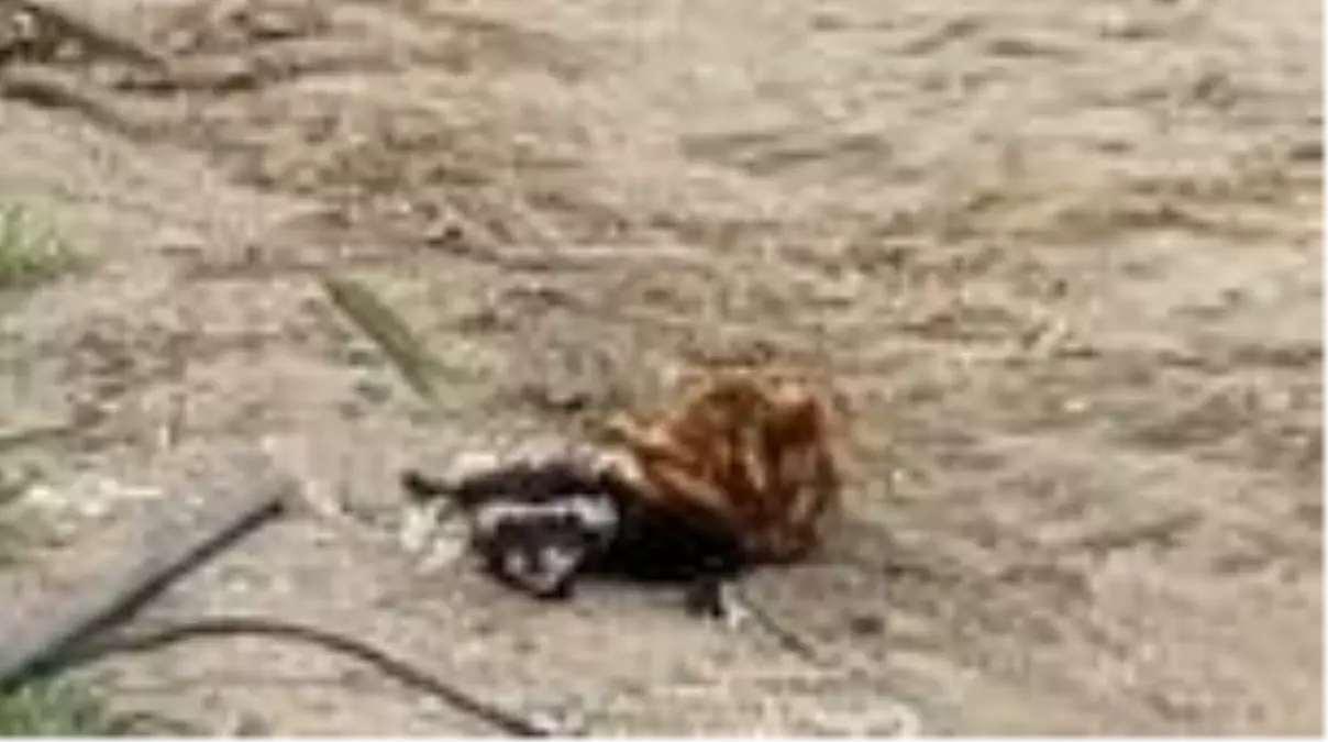 Sıkıştığı duvar arasından kurtarılan "alaca sansar" tedaviye alındı ...