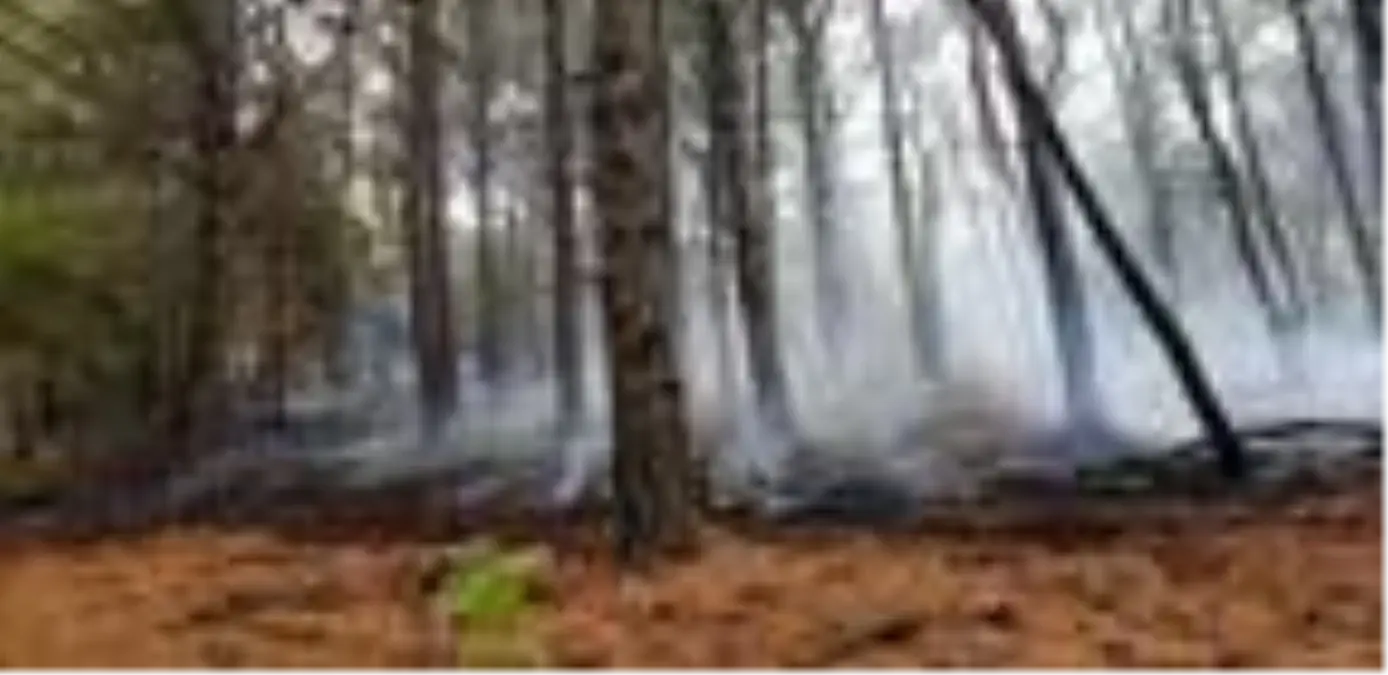 Kaz Dağı Milli Parkı'nda orman yangını - Haberler