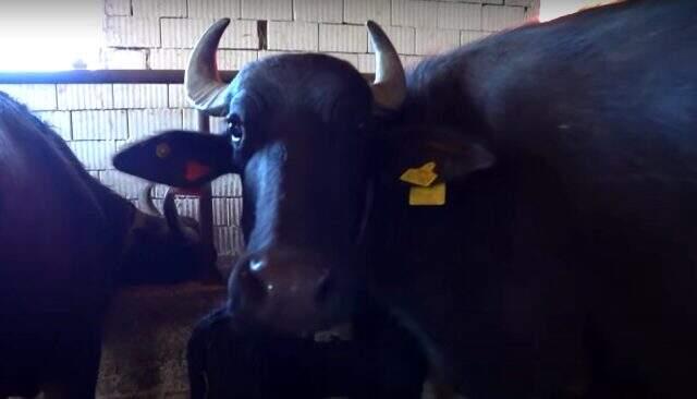 Manda nedir? Manda sütü nedir, neye iyi gelir? Manda yoğurdu nedir ...