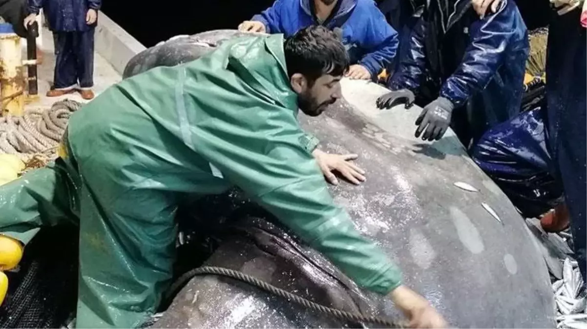 Nadir görülen dev ay balığı, Adana'da balıkçıların ağına takıldı - Haberler