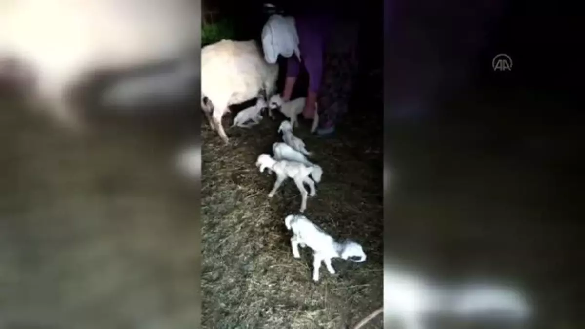 Bir koyunun tek batında 7 kuzu doğurması şaşırttı - Haberler