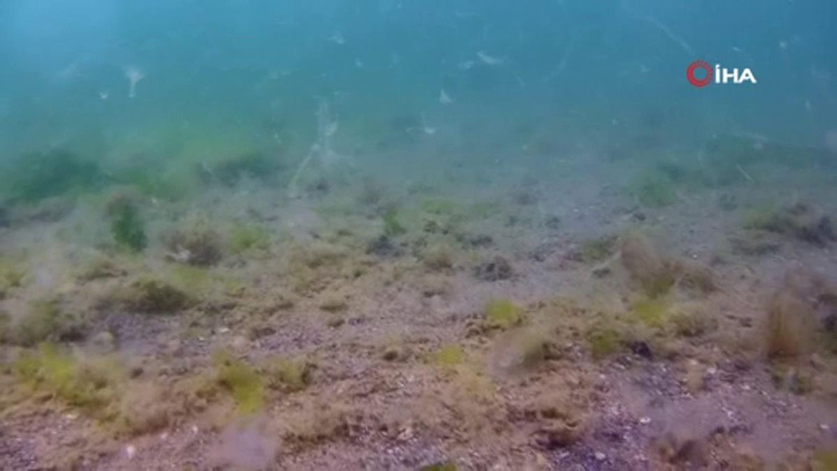 İstanbul Boğazında deniz salyası su altından görüntülendi - Haberler