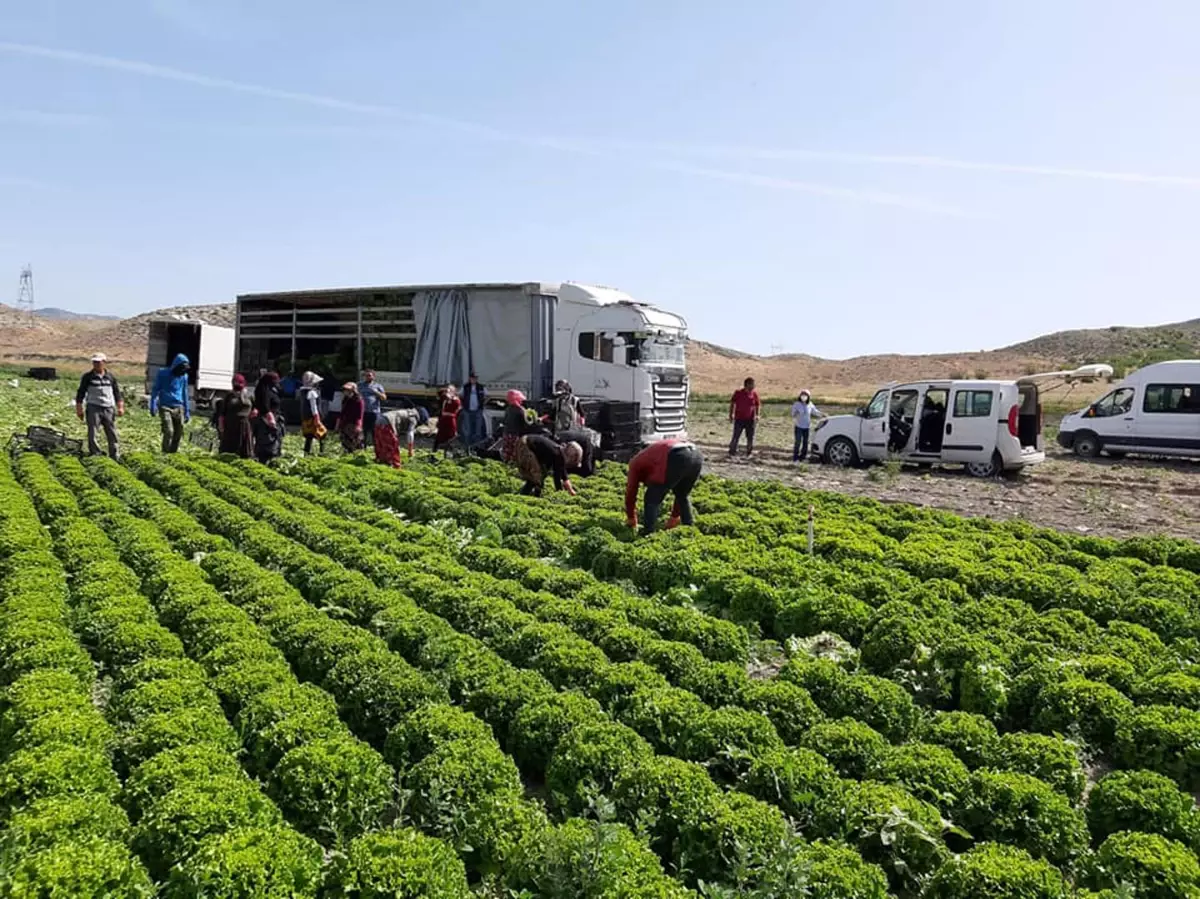 Beypazarı Tarım Orman Müdürü Esin Korkmaz, arazilerde incelemede ...