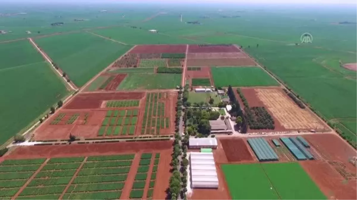 ŞANLIURFA - Viranşehir'in "şelengo"su tescillenerek koruma altına ...