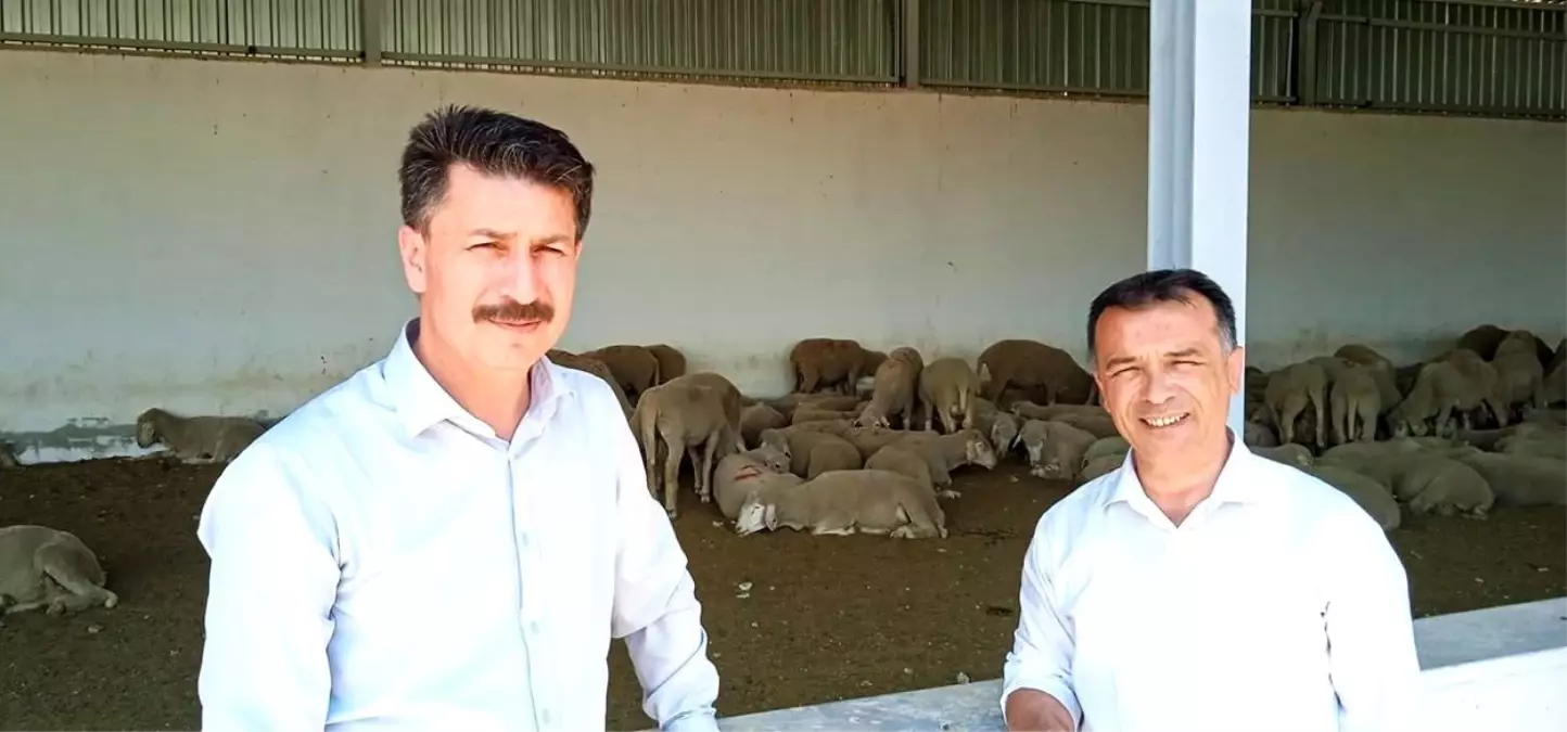 Damızlık koç deposu hayvan dağıtımına hazır - Haberler