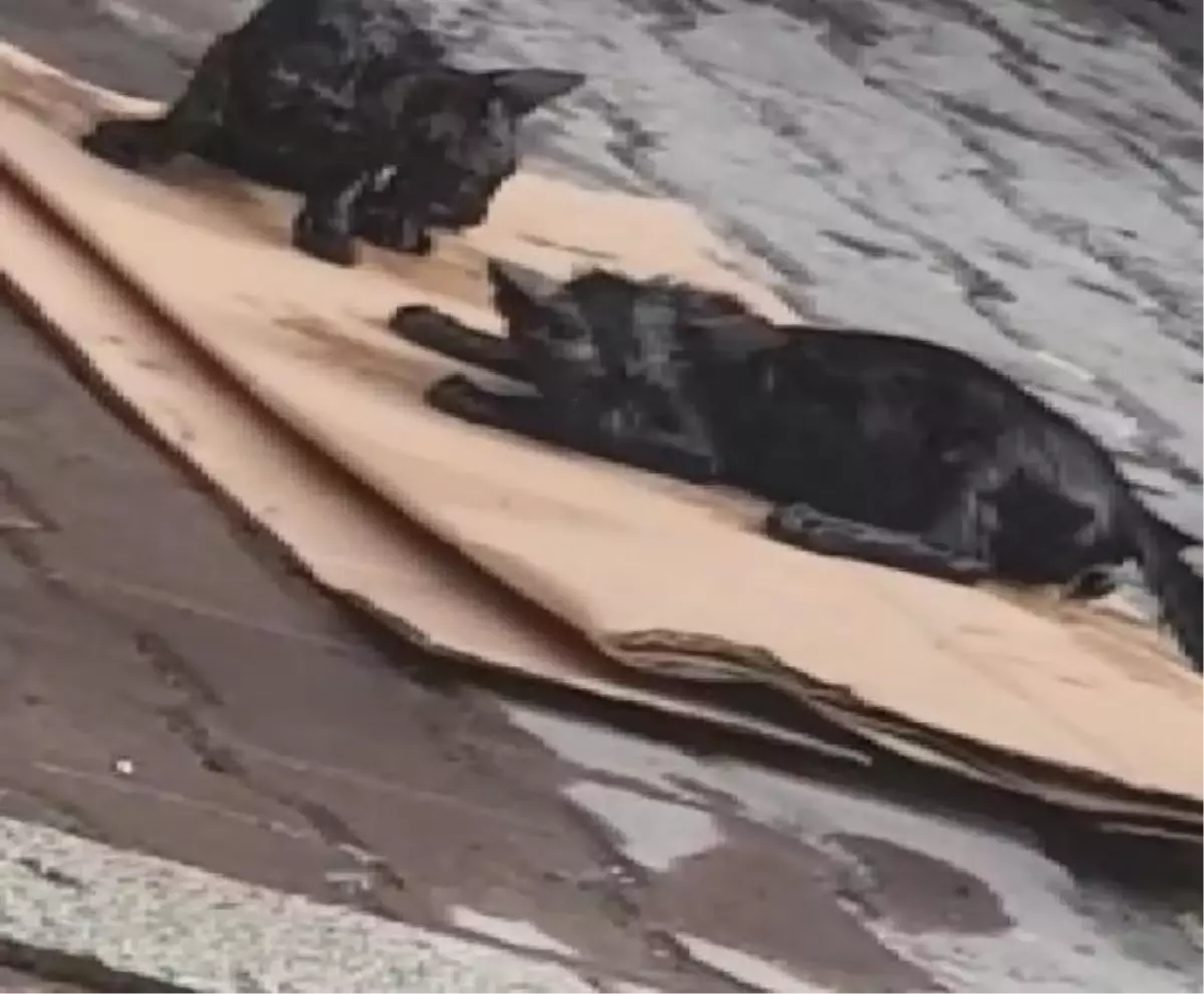 Son dakika haber! ESENYURT'TA BODRUM KATTA ÇIKAN YANGINDA 3 YAVRU ... Son dakika haber! ESENYURT'TA BODRUM KATTA ÇIKAN YANGINDA 3 YAVRU ...