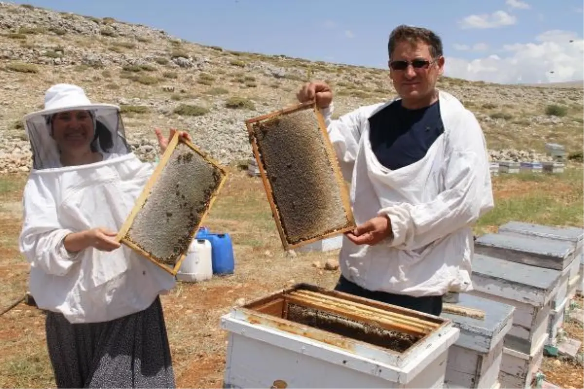 2 BİN RAKIMDA BAL SAĞIMI - Haberler