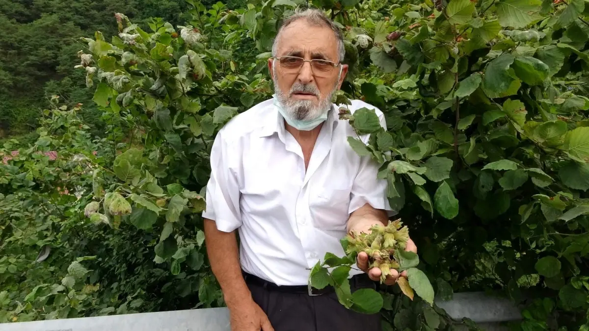Doğu Karadeniz'de fındık hasadı başladı - Haberler