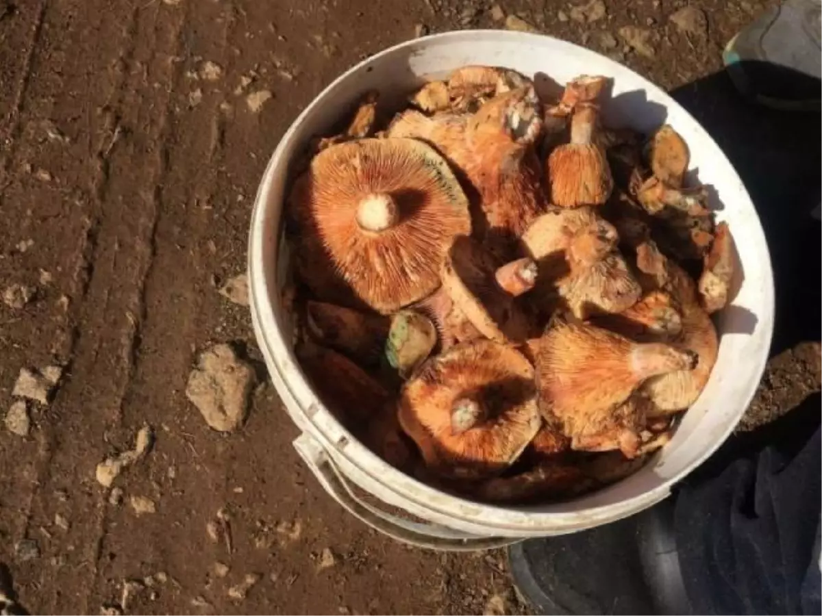 Çıntar mantarı nedir, Çıntar mantar özellikleri nelerdir? - Haberler