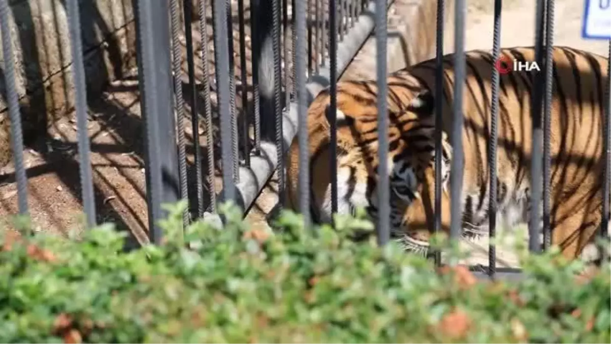 Bengal kaplanı "Nazlı" Tarsus Doğa Parkı'nda - Haberler