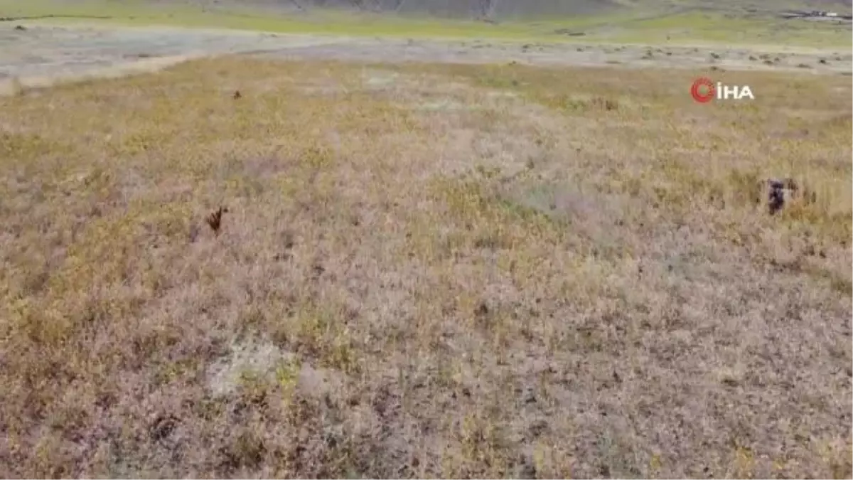 Ağrı haberleri: Ağrı Dağı eteklerinde ilk defa aspir bitkisi ...