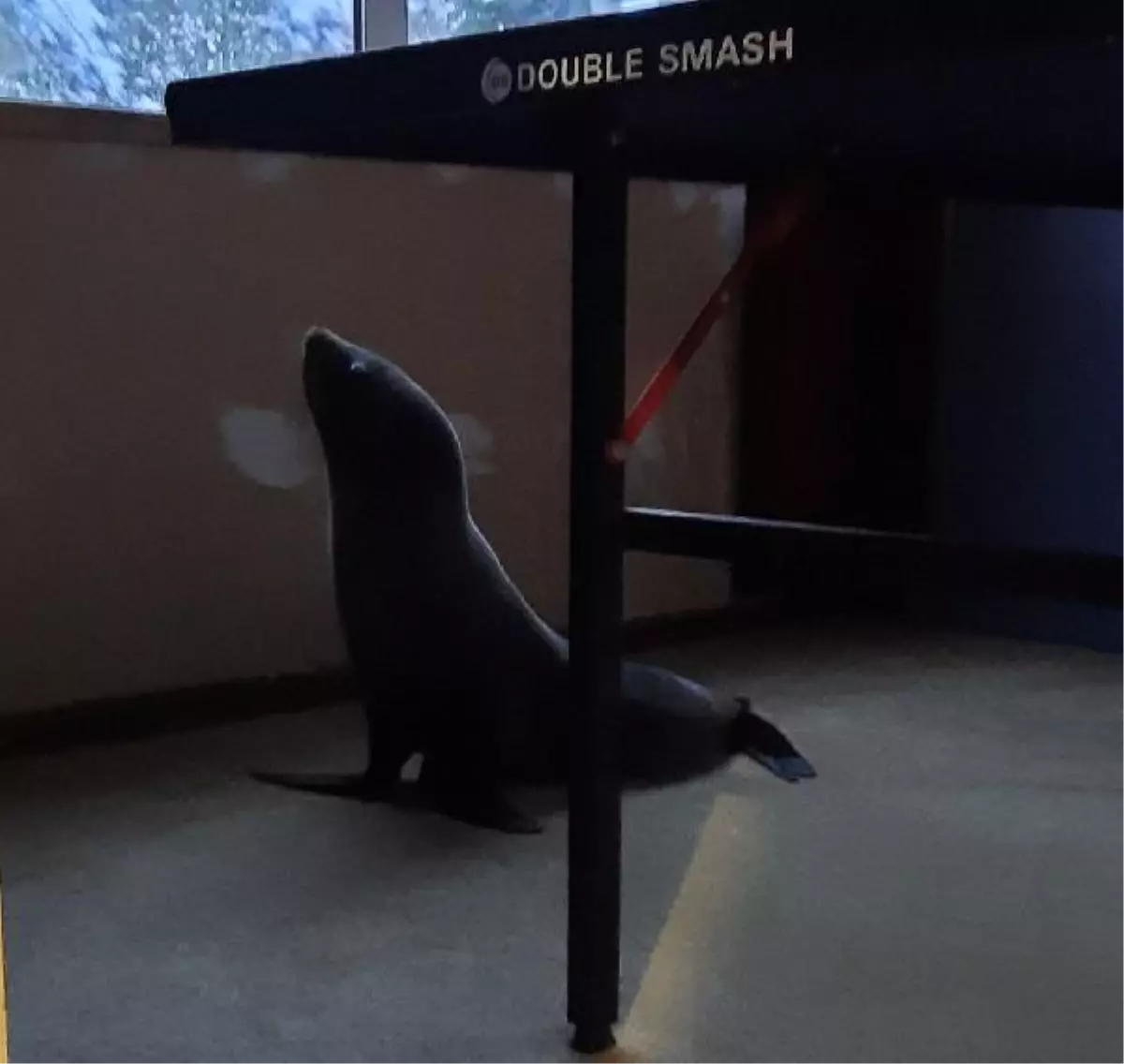 Yeni Zelanda'da evine fok balığı giren Ross: Sanırım kedimiz 'Coco ...