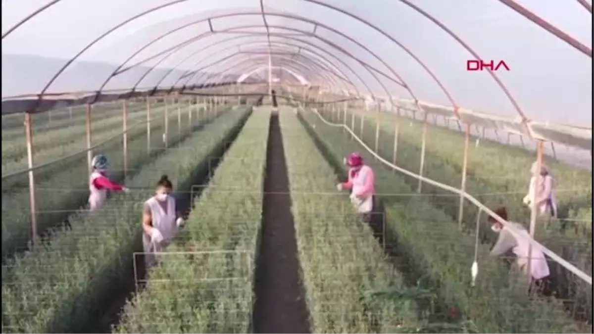KRALİÇE ELİZABETH'İN CENAZESİ İÇİN TÜRKİYE'DEN 13 TON ÇİÇEK YOLA ÇIKTI ... KRALİÇE ELİZABETH'İN CENAZESİ İÇİN TÜRKİYE'DEN 13 TON ÇİÇEK YOLA ÇIKTI ...