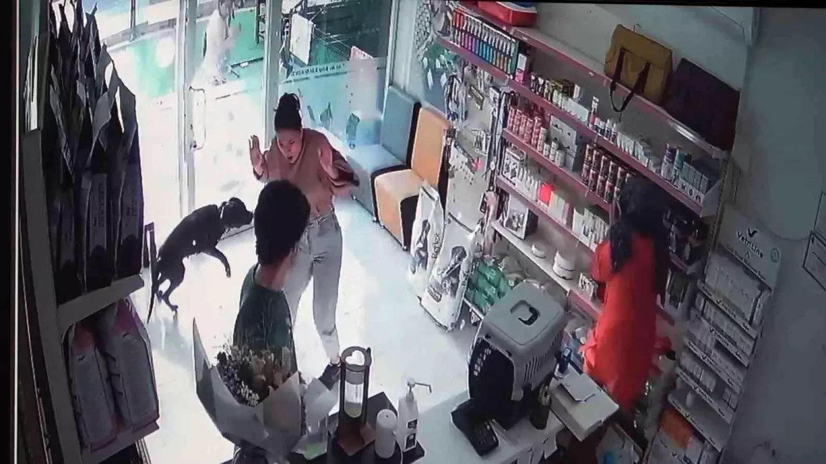 Veterinerdeki görevlilere kabusu yaşattı: Şişeli ve bıçaklı saldırgan ...